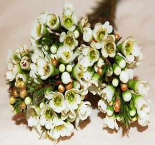 Filler Flowers & Wax Flowers - Resendiz Brothers