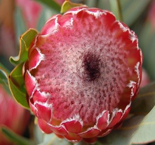 Protea - Resendiz Brothers