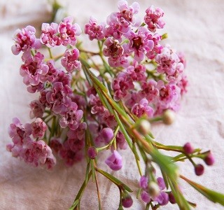 Filler Flowers & Wax Flowers - Resendiz Brothers