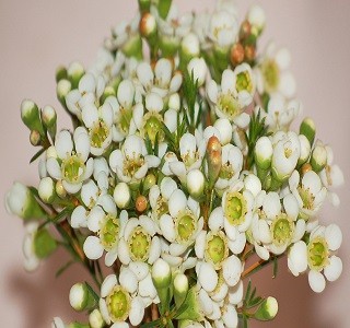 Filler Flowers & Wax Flowers - Resendiz Brothers