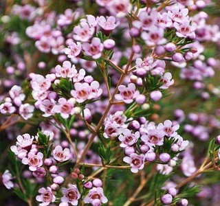 Filler Flowers & Wax Flowers - Resendiz Brothers