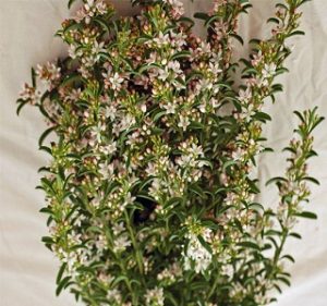 Filler Flowers & Wax Flowers - Resendiz Brothers