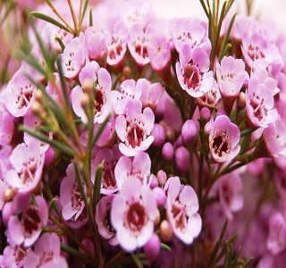 Filler Flowers & Wax Flowers - Resendiz Brothers