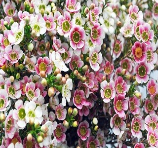 Filler Flowers & Wax Flowers - Resendiz Brothers