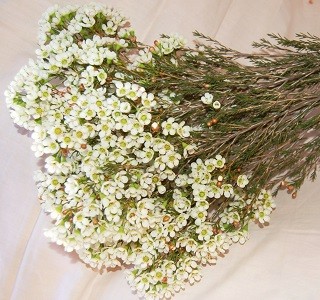 Filler Flowers & Wax Flowers - Resendiz Brothers