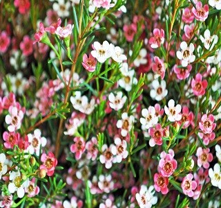 Filler Flowers & Wax Flowers - Resendiz Brothers