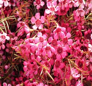 Filler Flowers & Wax Flowers - Resendiz Brothers