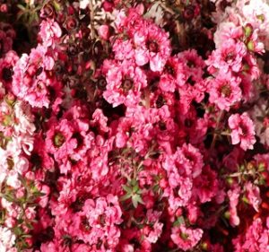 Filler Flowers & Wax Flowers - Resendiz Brothers