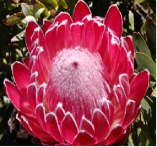 protea_andrea(1) - Resendiz Brothers