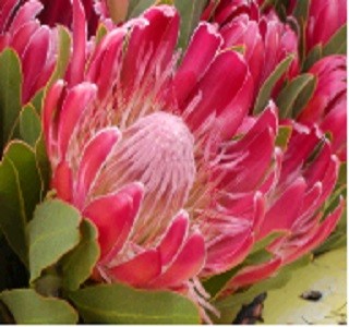 protea_brenda(1) - Resendiz Brothers