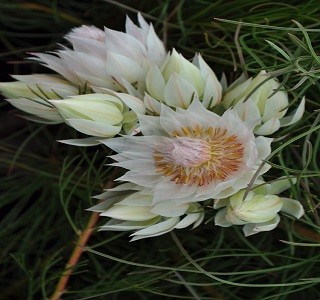 Speciality Flora - Resendiz Brothers