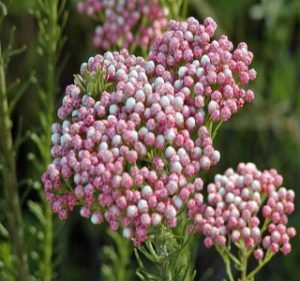 Filler Flowers & Wax Flowers - Resendiz Brothers