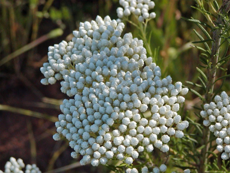 riceflower_white - Resendiz Brothers