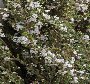 Filler Flowers & Wax Flowers - Resendiz Brothers