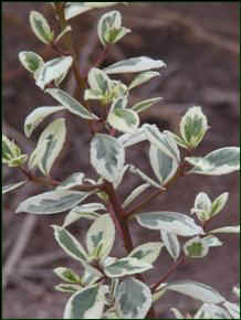 variegated_rhamnus - Resendiz Brothers