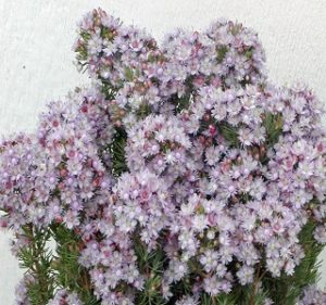 Filler Flowers & Wax Flowers - Resendiz Brothers